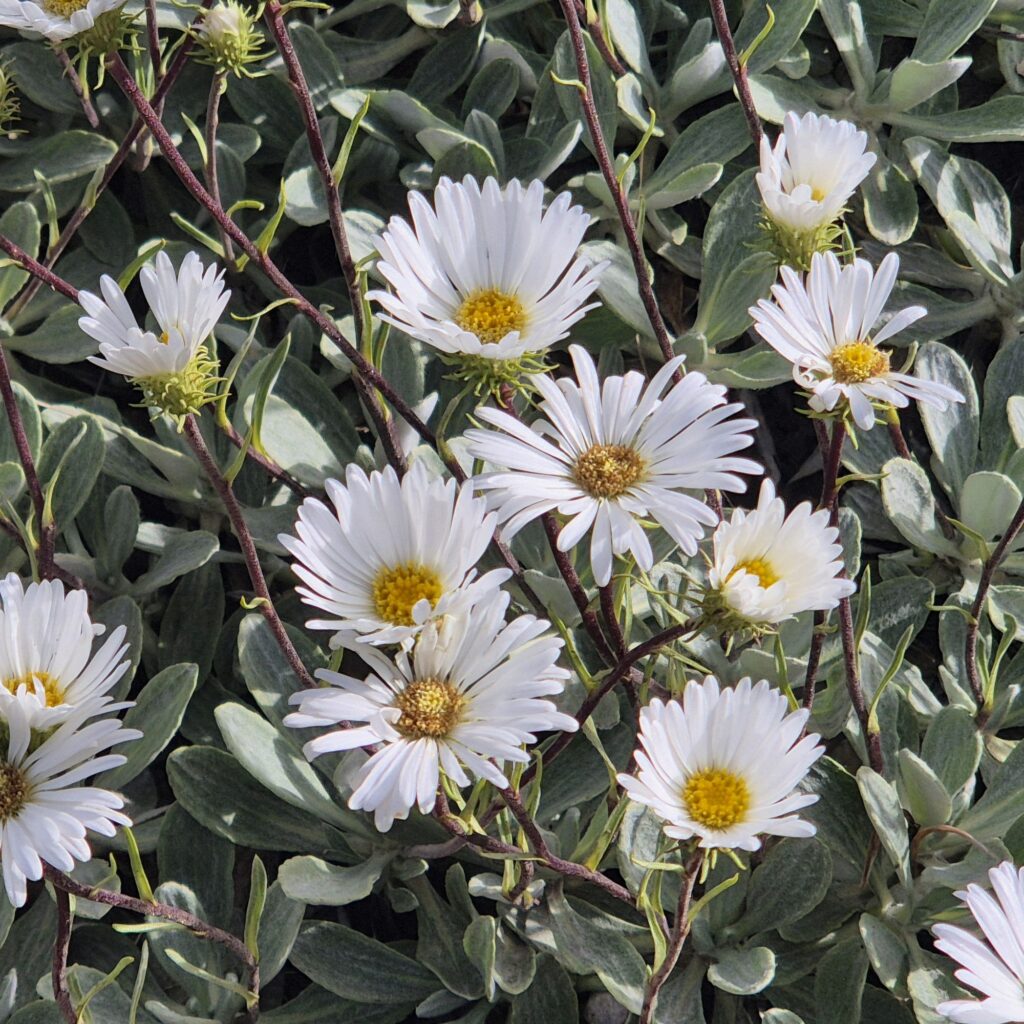 Day 12, Another solid day – R&R on Te Araroa